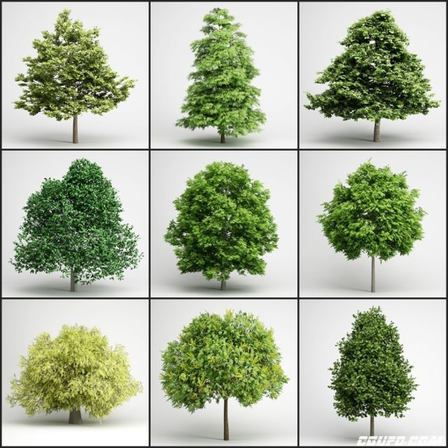 25个景观树木C4D模型 Tree - CGUFO